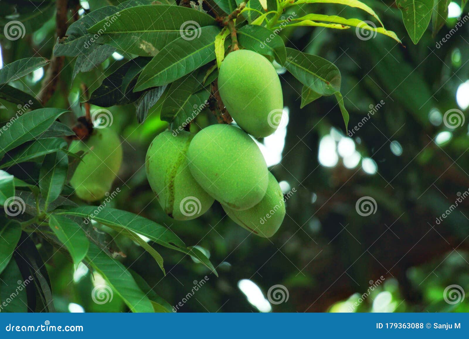 Saltmango Stock Photos - Free & Royalty-Free Stock Photos from Dreamstime