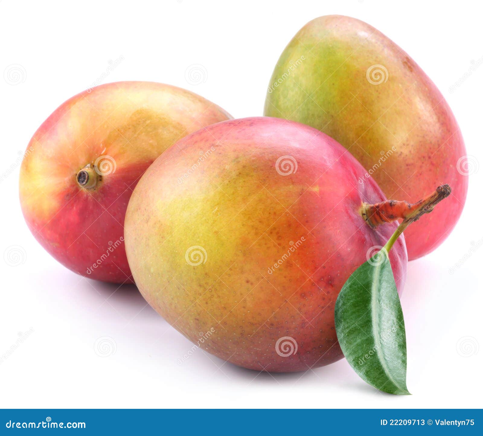 Mango tre con il foglio immagine stock. Immagine di organico - 22209713