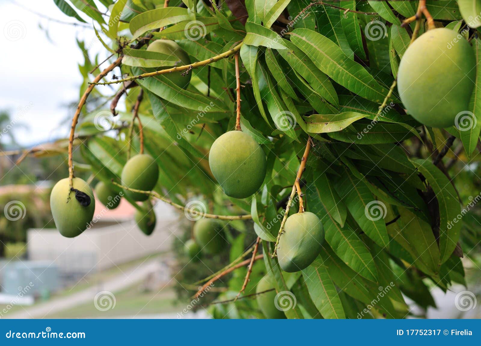 Mango tree stock image. Image of edible, close, leaves - 17752317