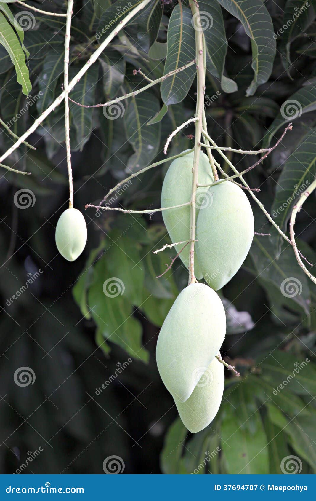 Mango on tree. stock image. Image of ingredient, mango - 37694707