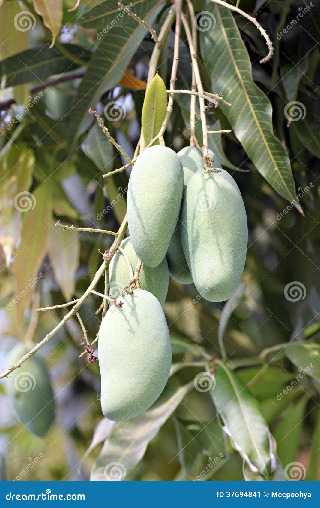 Mango on tree. stock image. Image of mango, freshness - 37694841