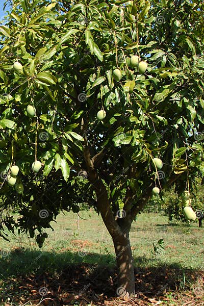 Mango tree stock photo. Image of heavy, tropical, mangou - 4782350