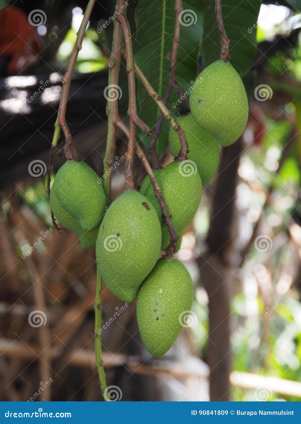 Mango on tree stock image. Image of foliage, fruit, fresh - 90841809