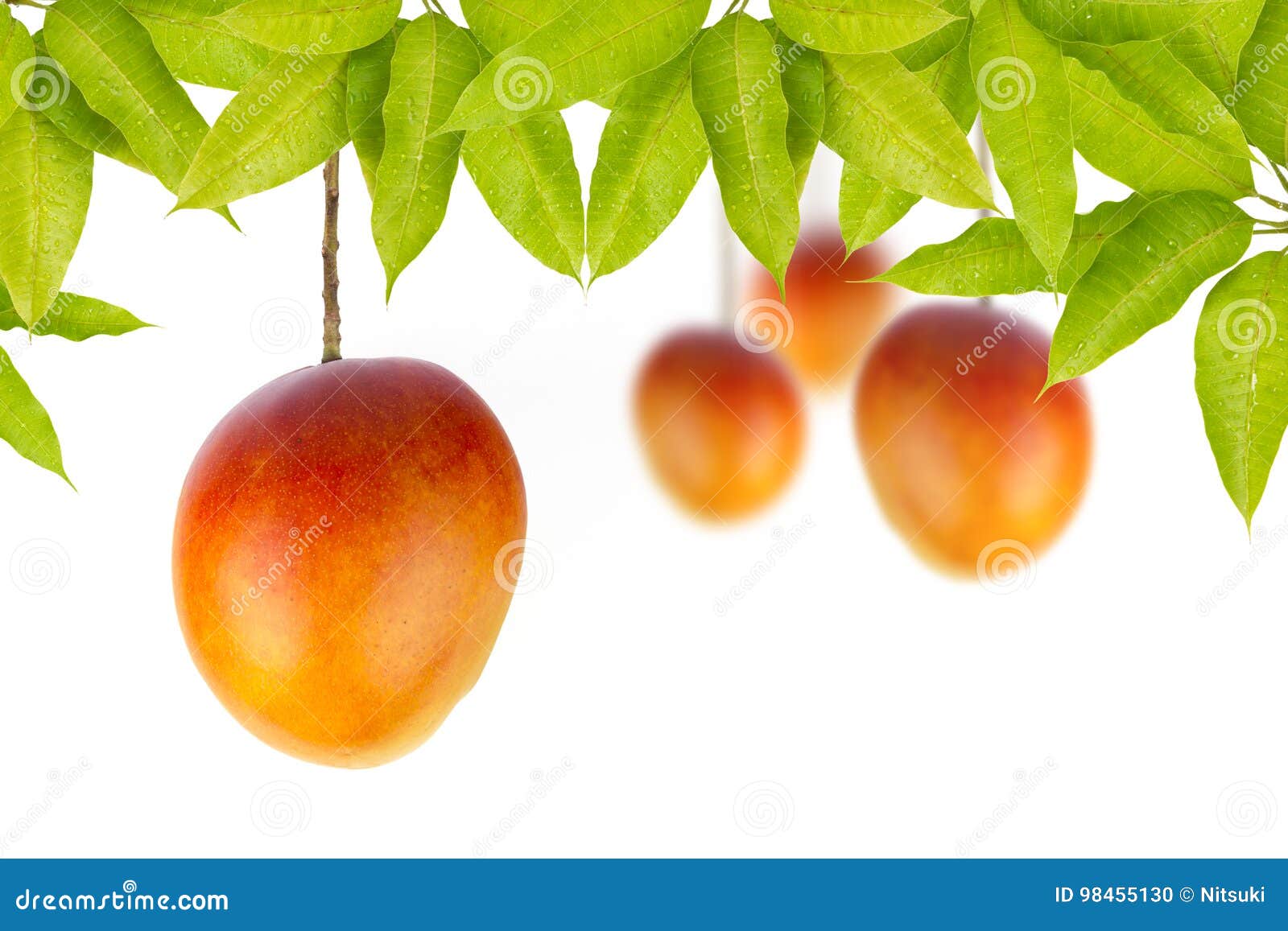 3,376 Red Mango Tree Stock Photos - Free & Royalty-Free Stock Photos ...