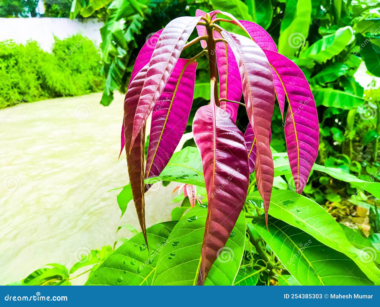 Mango tree baby livs stock image. Image of plant, green - 254385303