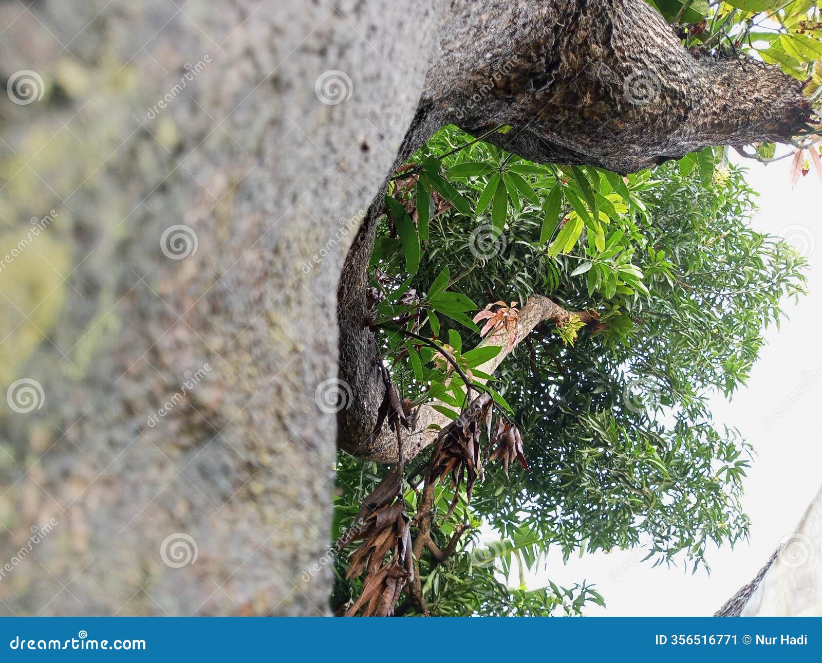 Mango tree in the backyard stock image. Image of asia - 356516771