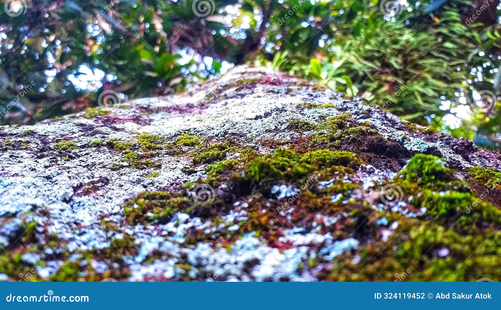Mango Tree, Background, Abstract, Nature, Plant? Stock Photo - Image of ...