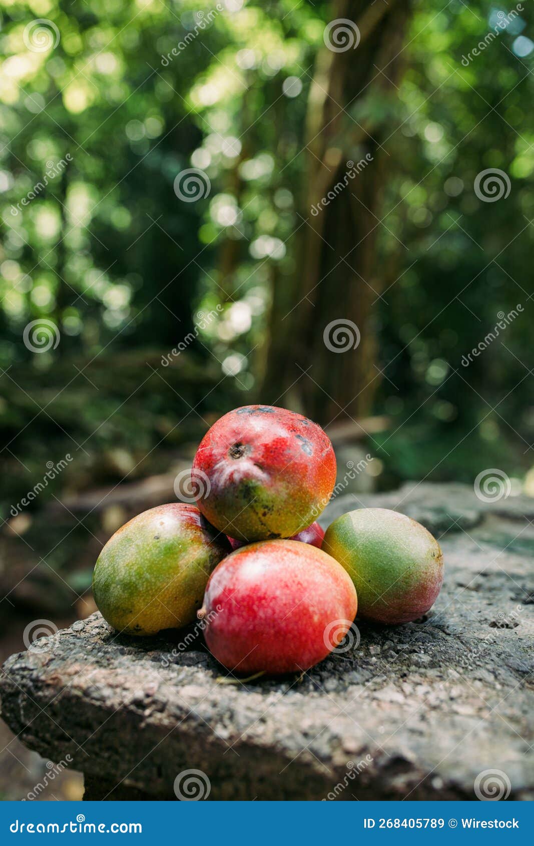 Mangos with Tree in Background in Vinales Cuba Stock Image - Image of ...