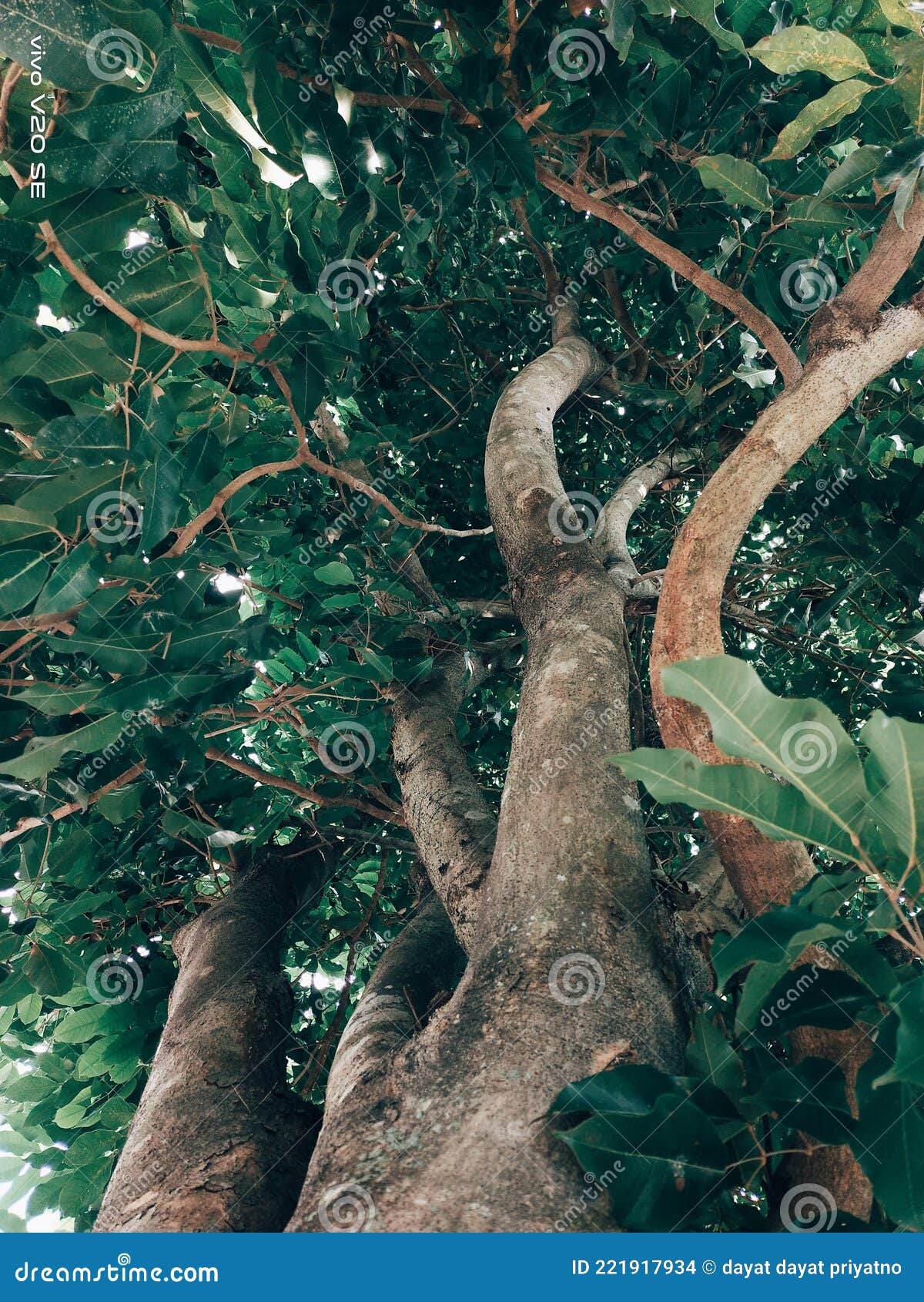 Mango tree in backyard stock photo. Image of backyard - 221917934