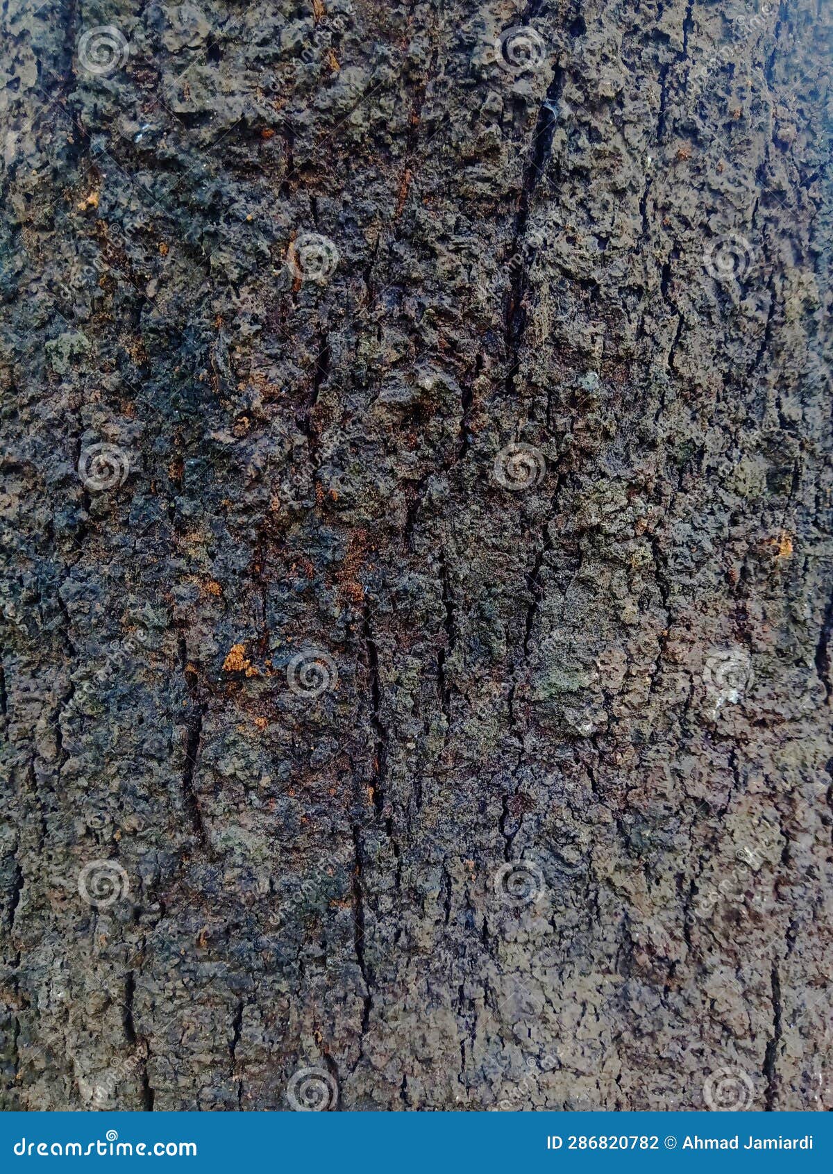 Mango Tree Bark. in a Close Up Photo Stock Photo - Image of abstract ...