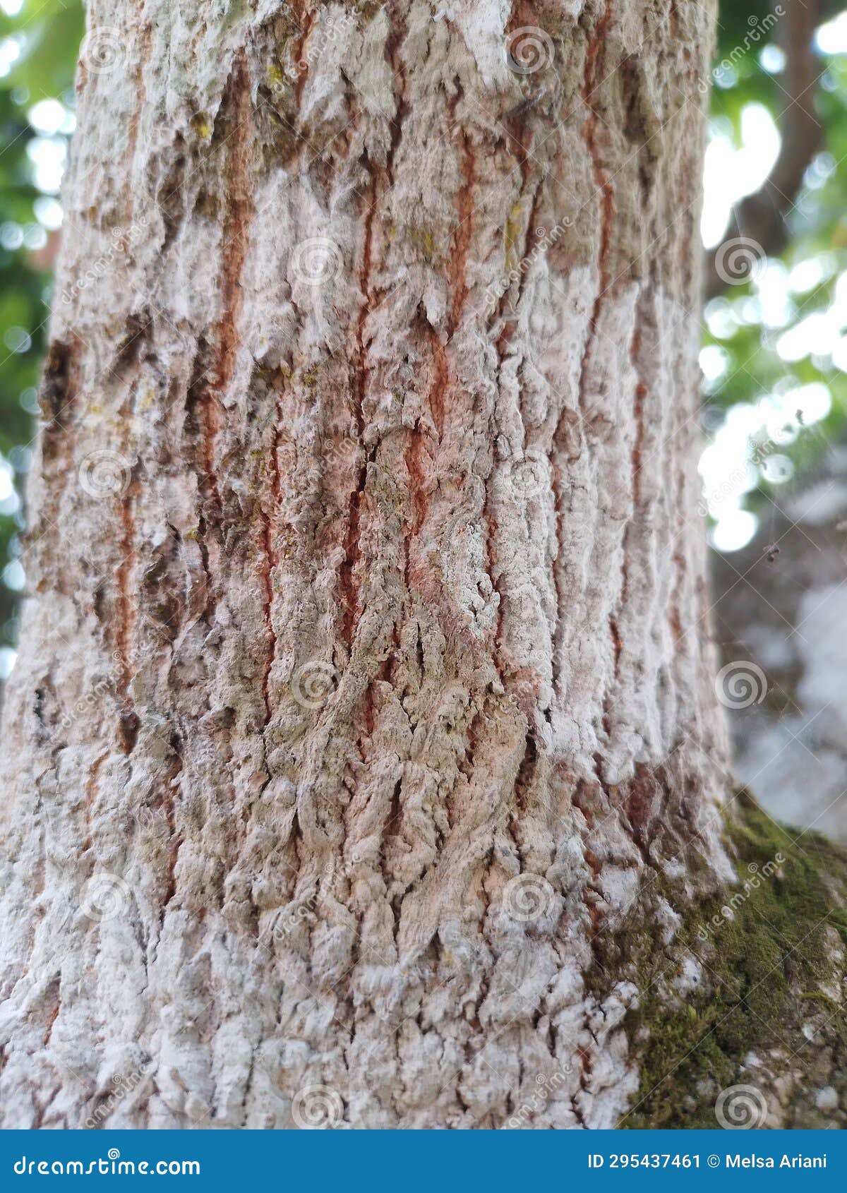 Mango Tree Bark in Summer Season with Lichenes Stock Image - Image of ...