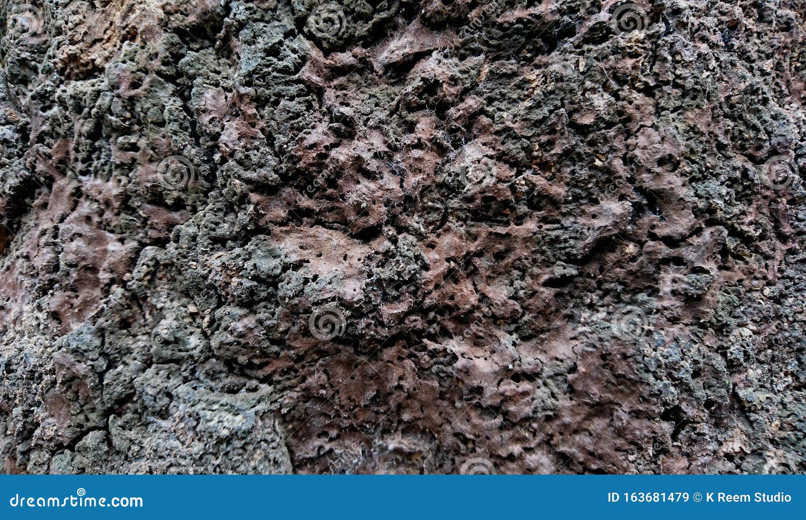 Mango Tree Bark Texture, Abstract Background Stock Image - Image of ...