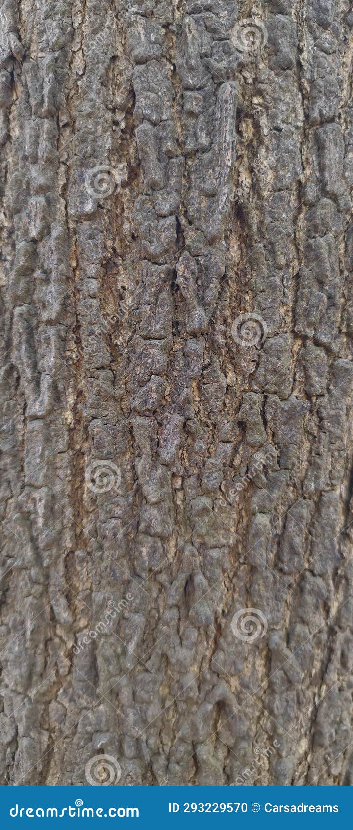 Mango tree bark texture stock photo. Image of mango - 293229570
