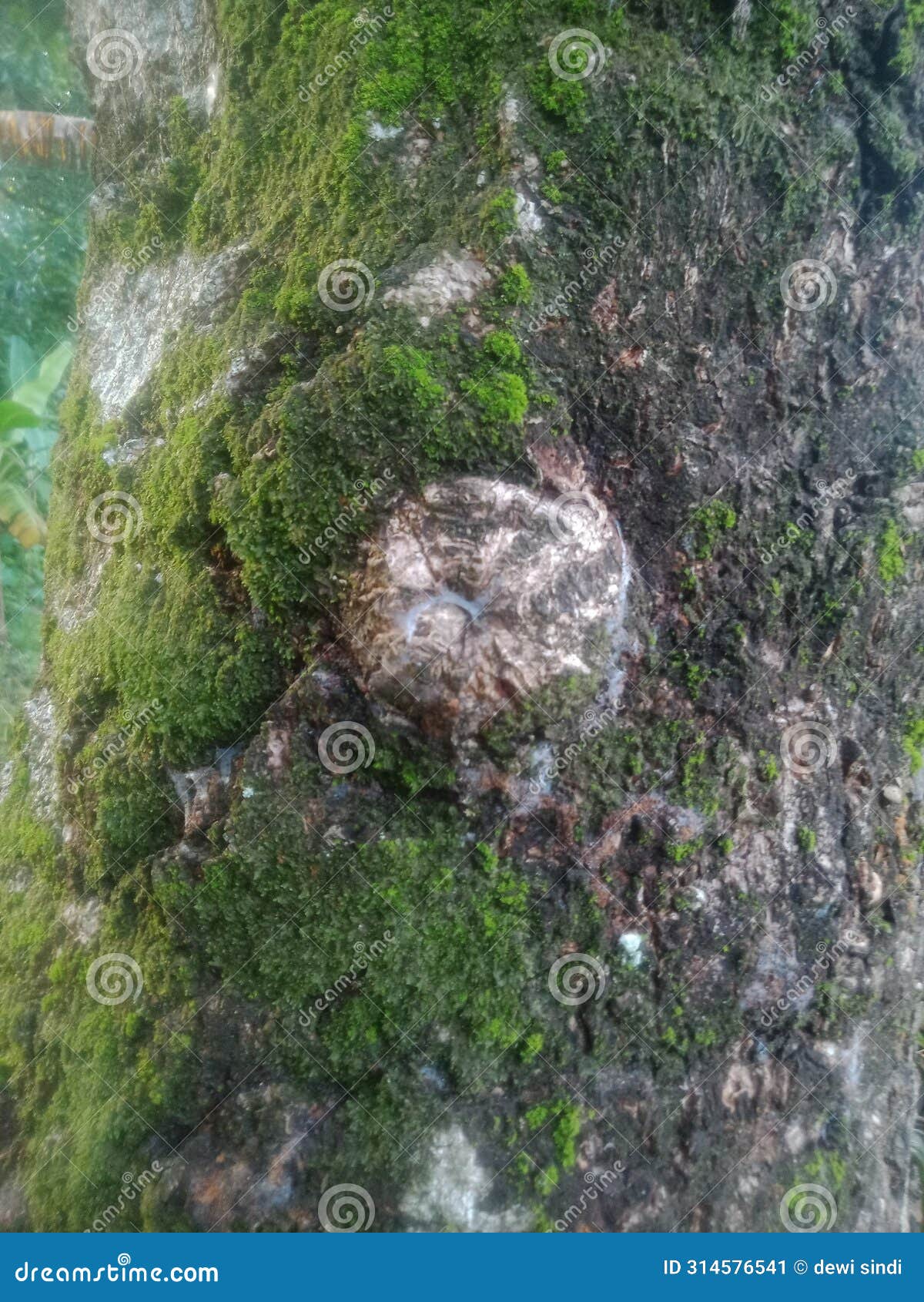 A Mango Tree Bark with a Texture of Blackish Brown Cracks and White Ash ...