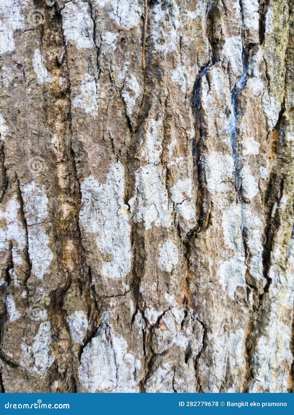 Mango tree bark texture stock photo. Image of frost - 282779678