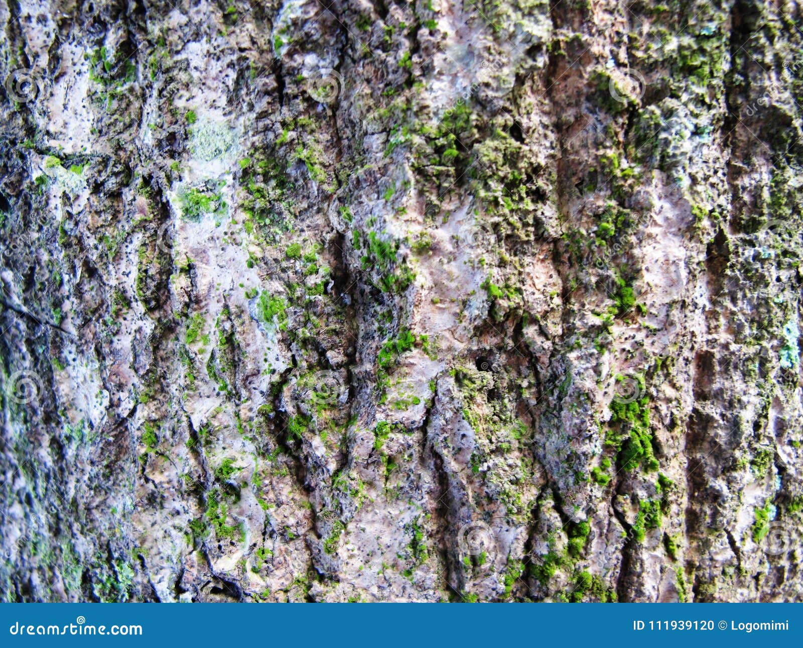 Mango Tree Bark Texture stock photo. Image of forest - 111939120