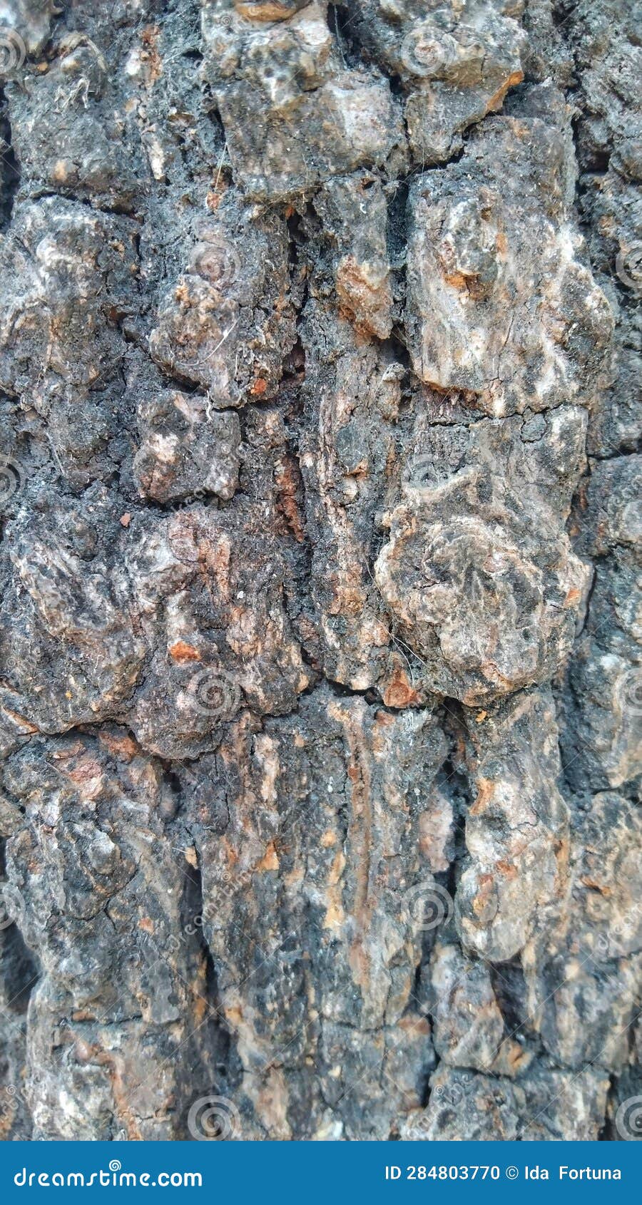 Mango Tree Bark Texture with Square Structure Stock Photo - Image of ...