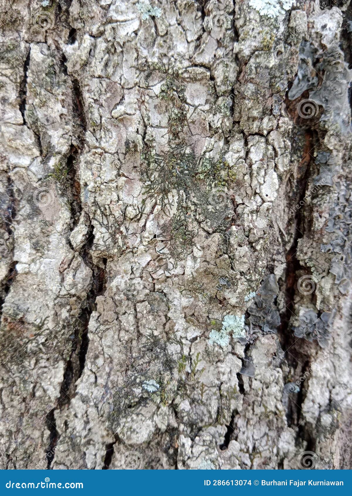 Texture Of Mango Tree Bark In The Shape Of Female Genitalia Royalty ...