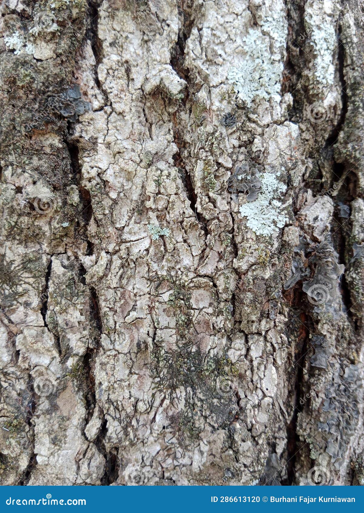 Texture Of Mango Tree Bark In The Shape Of Female Genitalia Royalty ...
