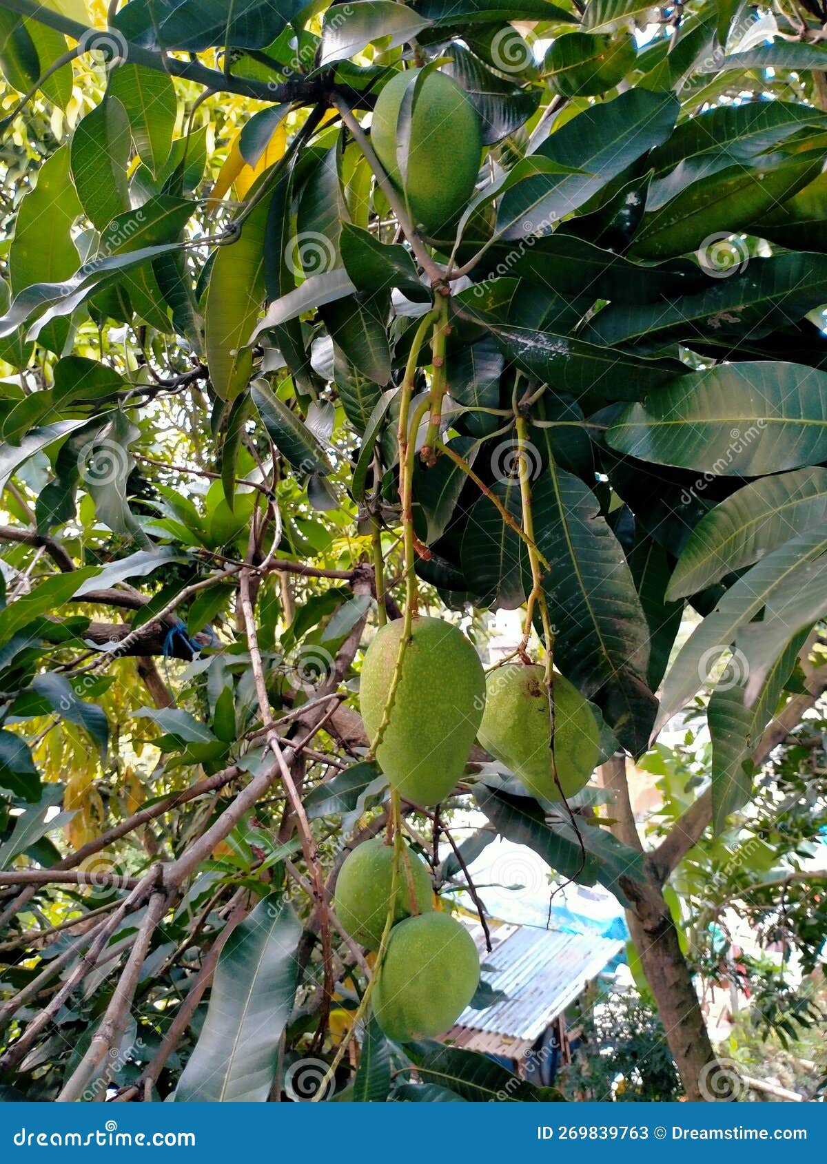 A Mango Tree that Bears Fruit and Its Fruit Hangs Down Stock Image ...