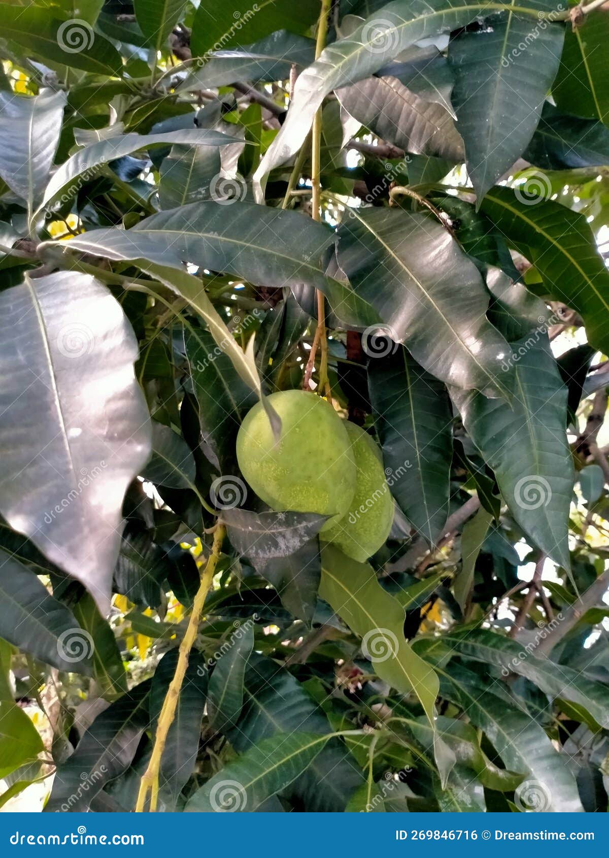 A Mango Tree that Bears Fruit and Its Fruit Hangs Down Stock Photo ...