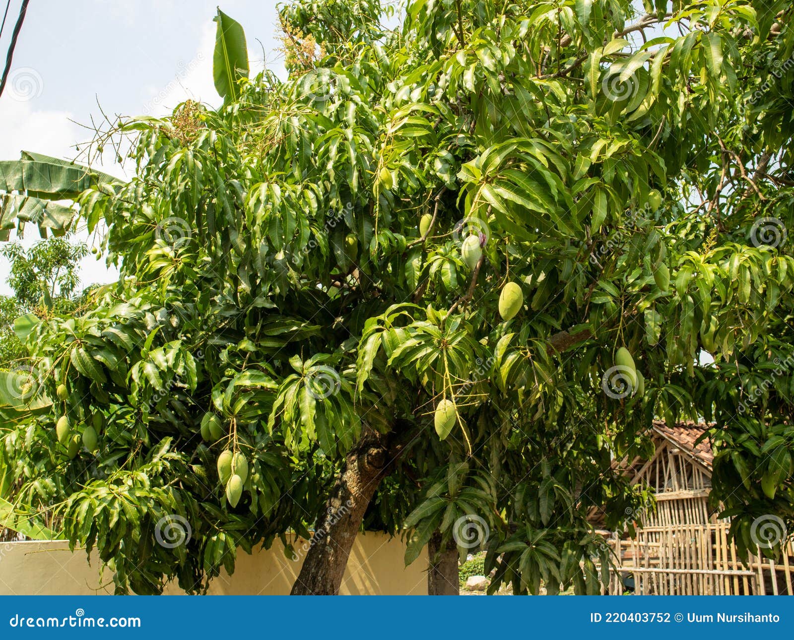 Mango Tree that Bears Fruit Stock Photo - Image of shrub, green: 220403752