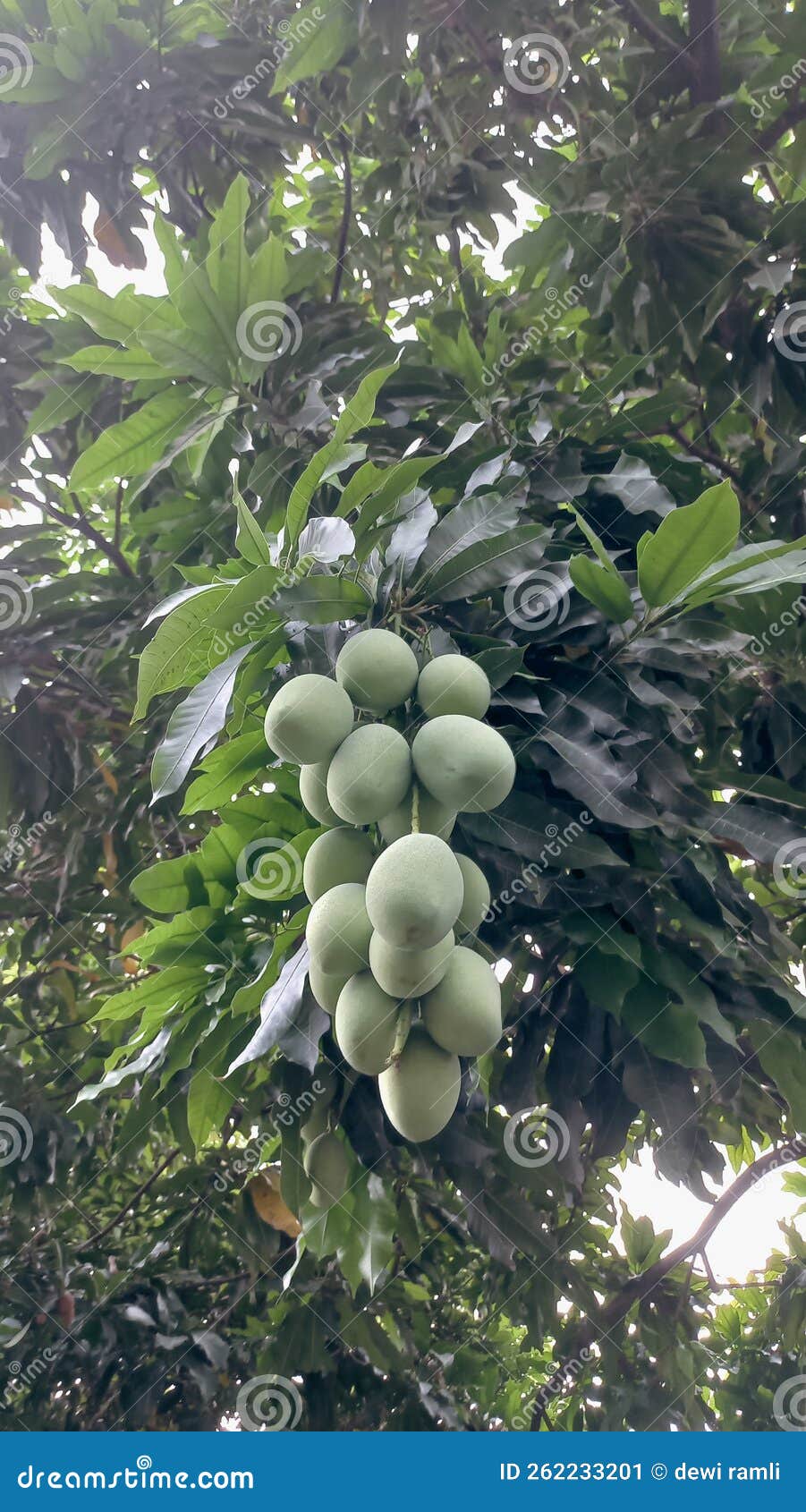 Mango Tree that Bears a Lot of Fruit and Looks Very Fresh Stock Image ...
