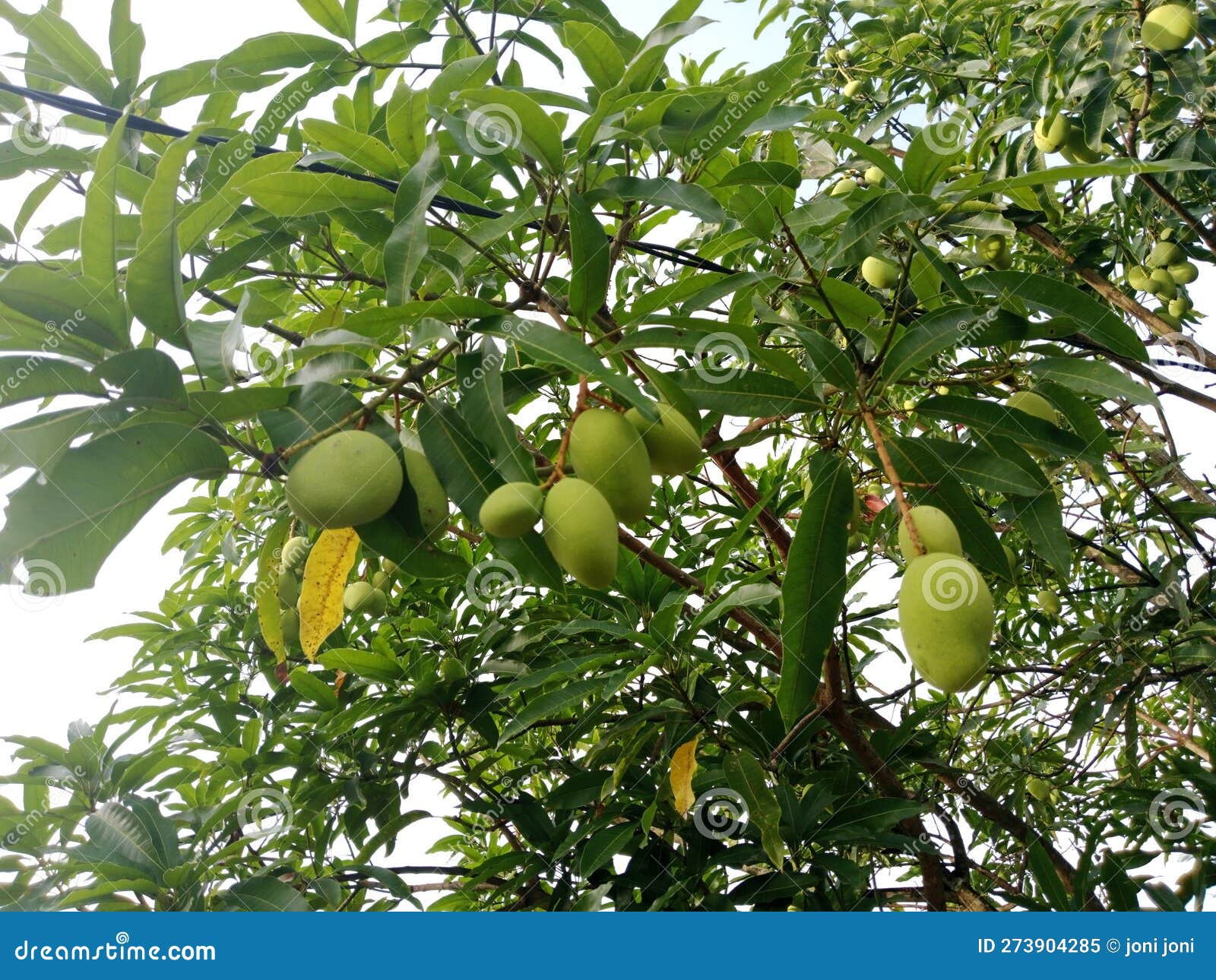 Mango Tree that Bears Many Fruits and is Very Stunning Stock Image ...