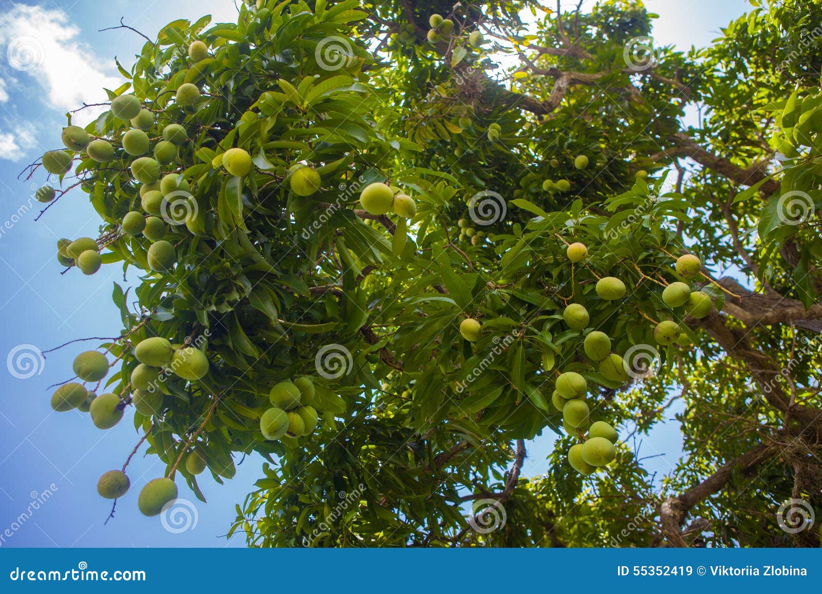 Mango tree stock image. Image of tree, green, mango, tropical - 55352419