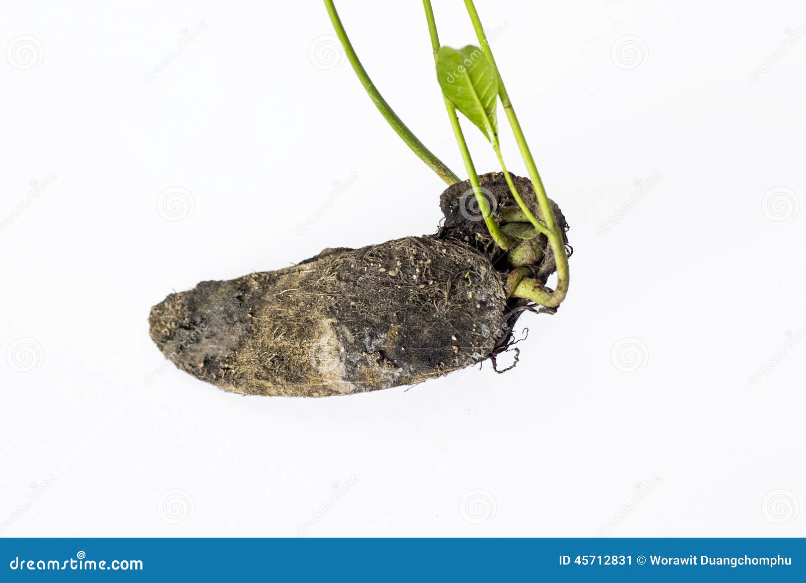 Mango Tree big root stock image. Image of emerging, background - 45712831