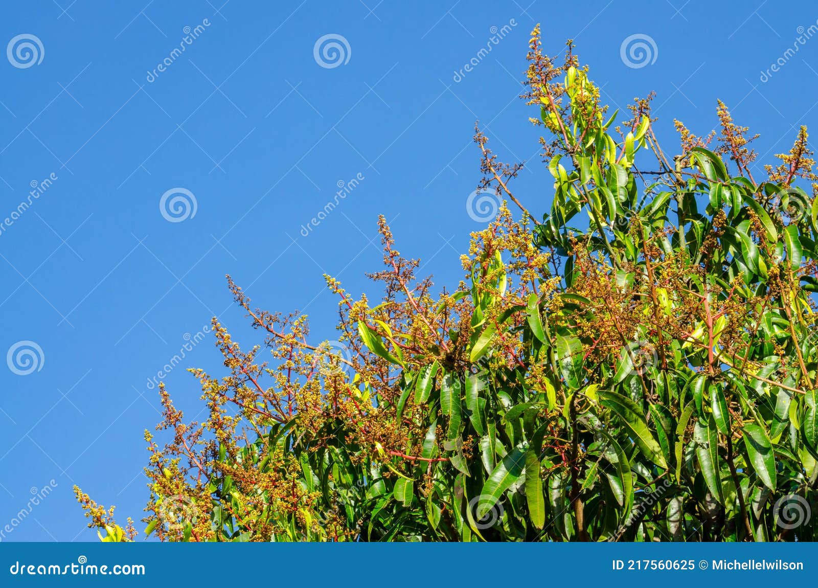 Mango Tree Blooming stock image. Image of blooming, leaves - 217560625