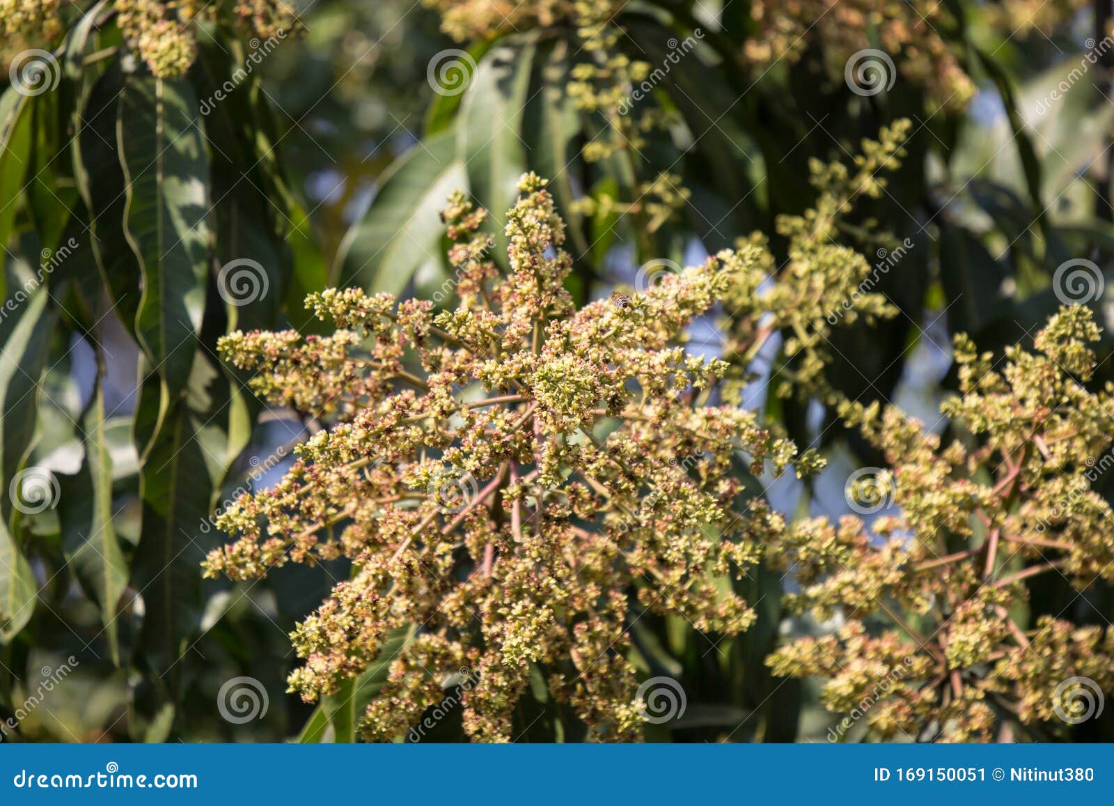 Mango Tree Blossoms of Mango Flower Stock Image - Image of small, food ...