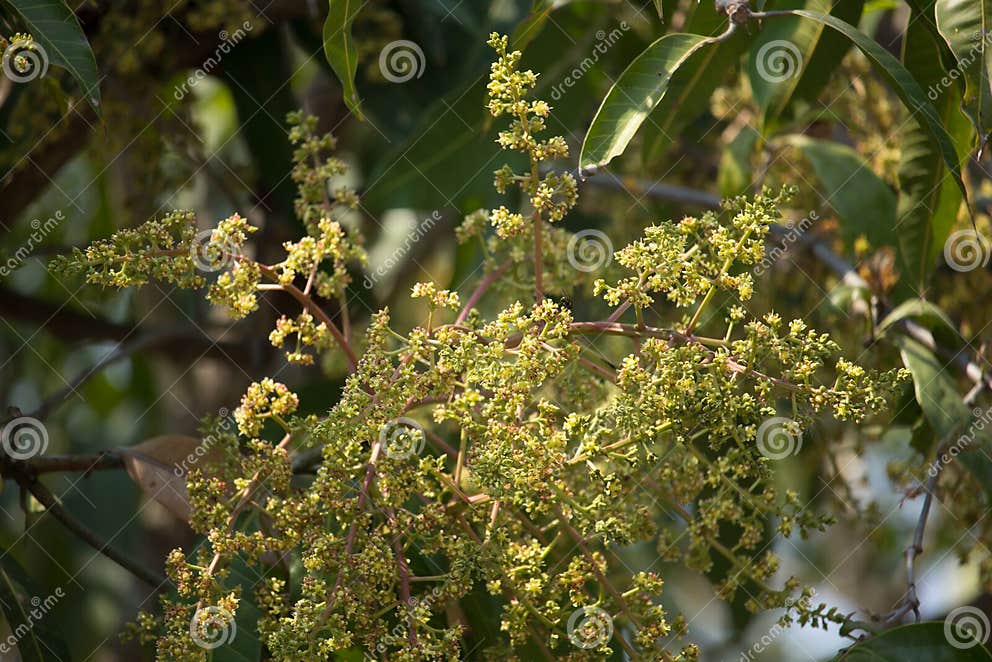 Mango Tree Blossoms of Mango Flower Stock Photo - Image of food, branch ...