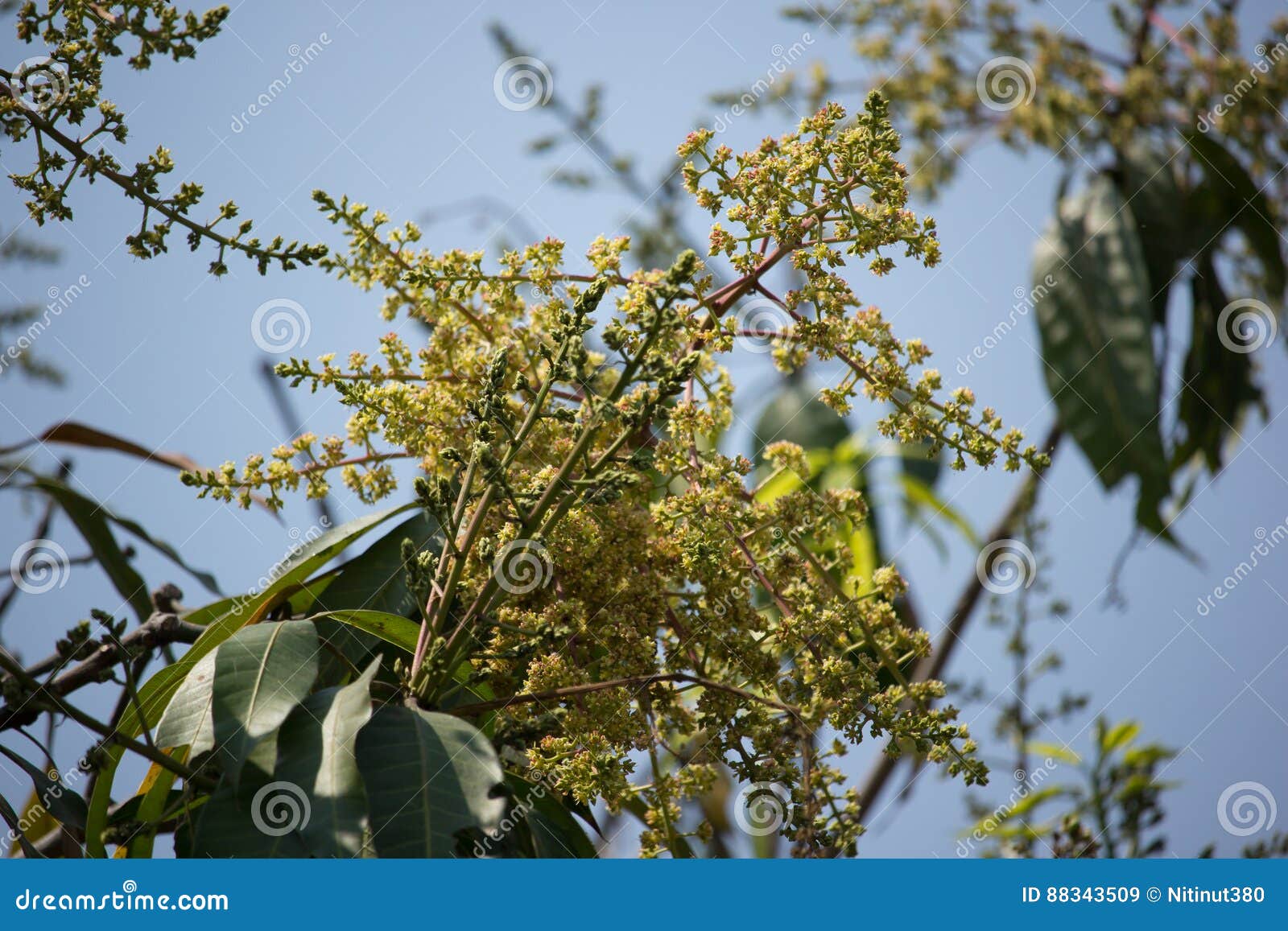 Mango Tree Blossoms of Mango Flower Stock Image - Image of sweet, food ...