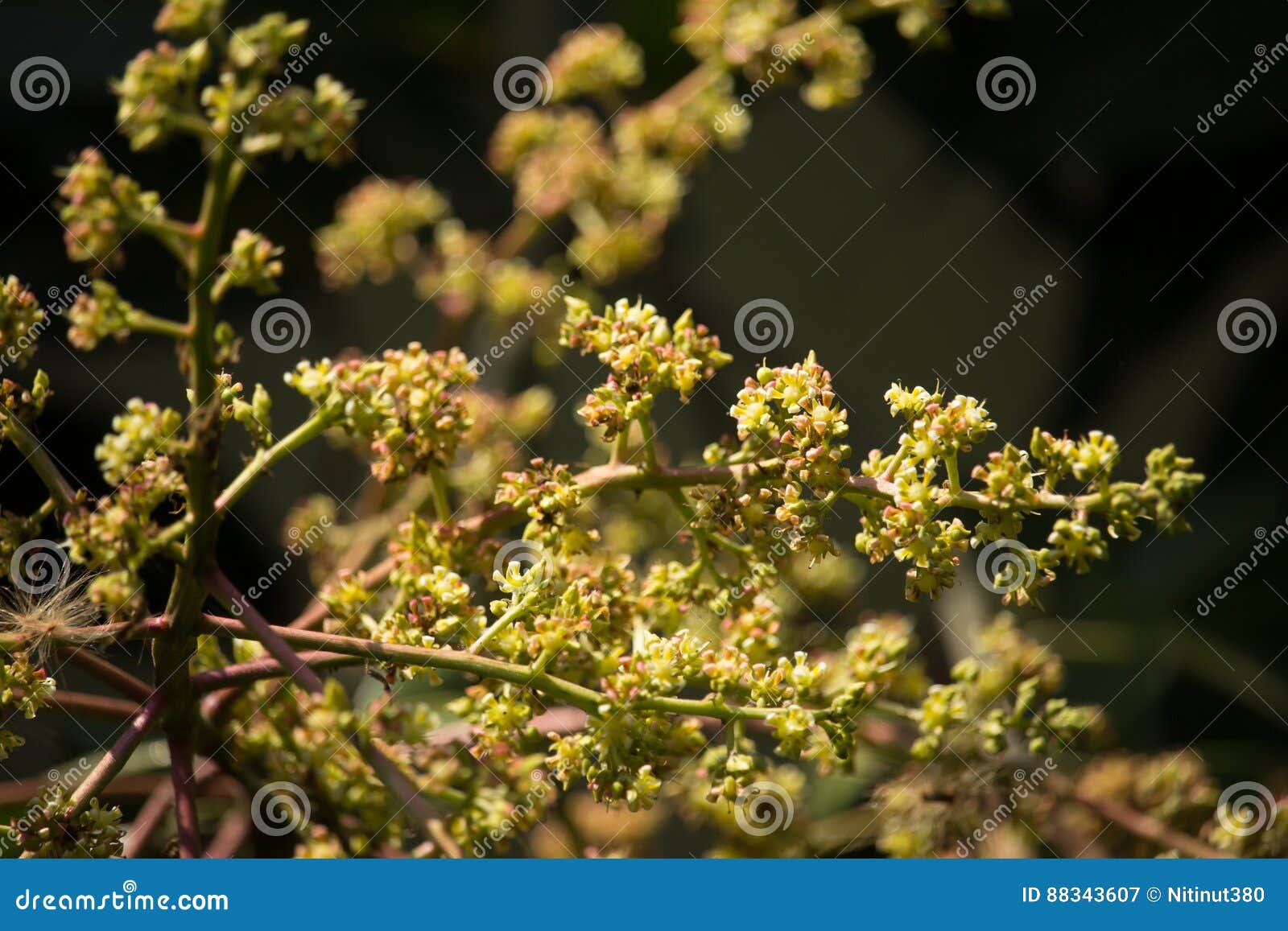 Mango Tree Blossoms of Mango Flower Stock Image - Image of spring ...