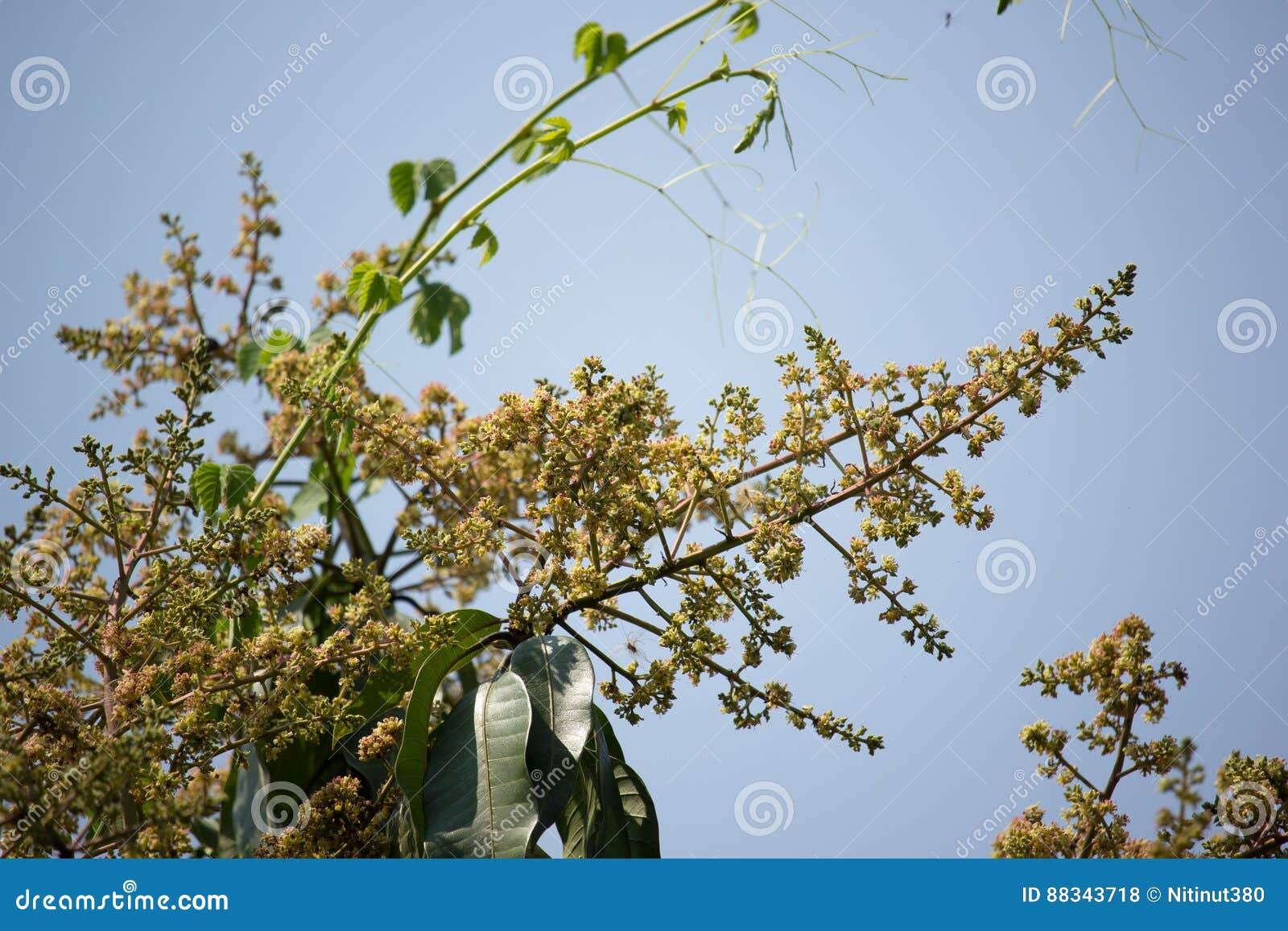 Mango Tree Blossoms of Mango Flower Stock Photo - Image of small, food ...