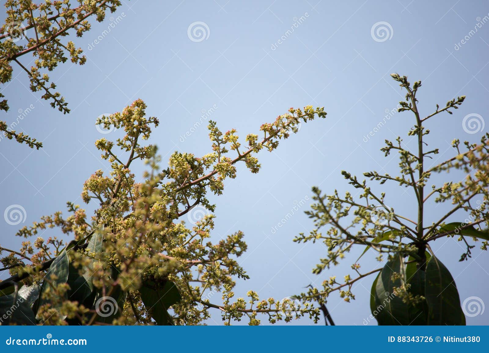 Mango Tree Blossoms of Mango Flower Stock Photo - Image of fruit, food ...