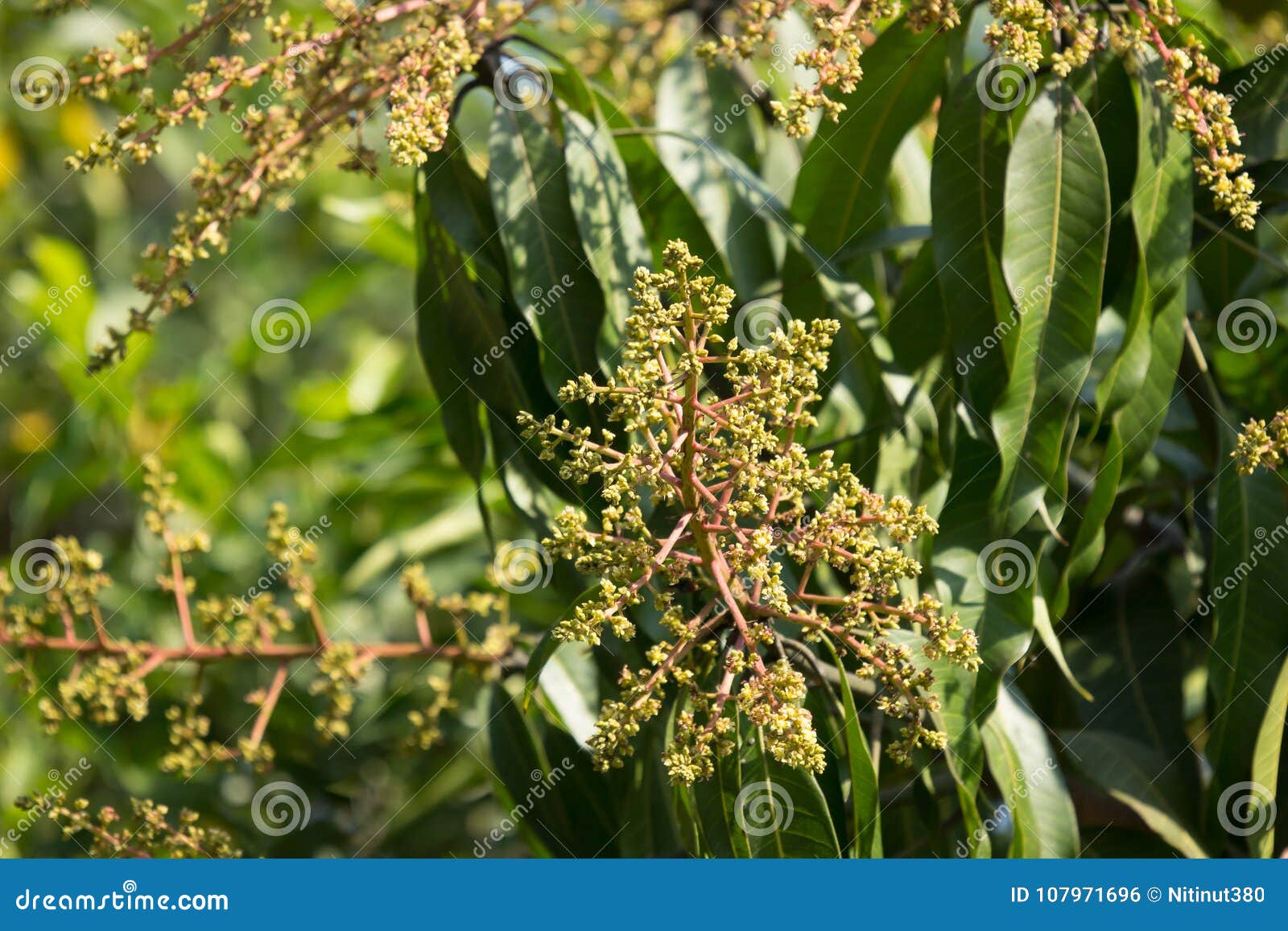 Mango Tree Blossoms of Mango Flower Stock Photo - Image of spring ...