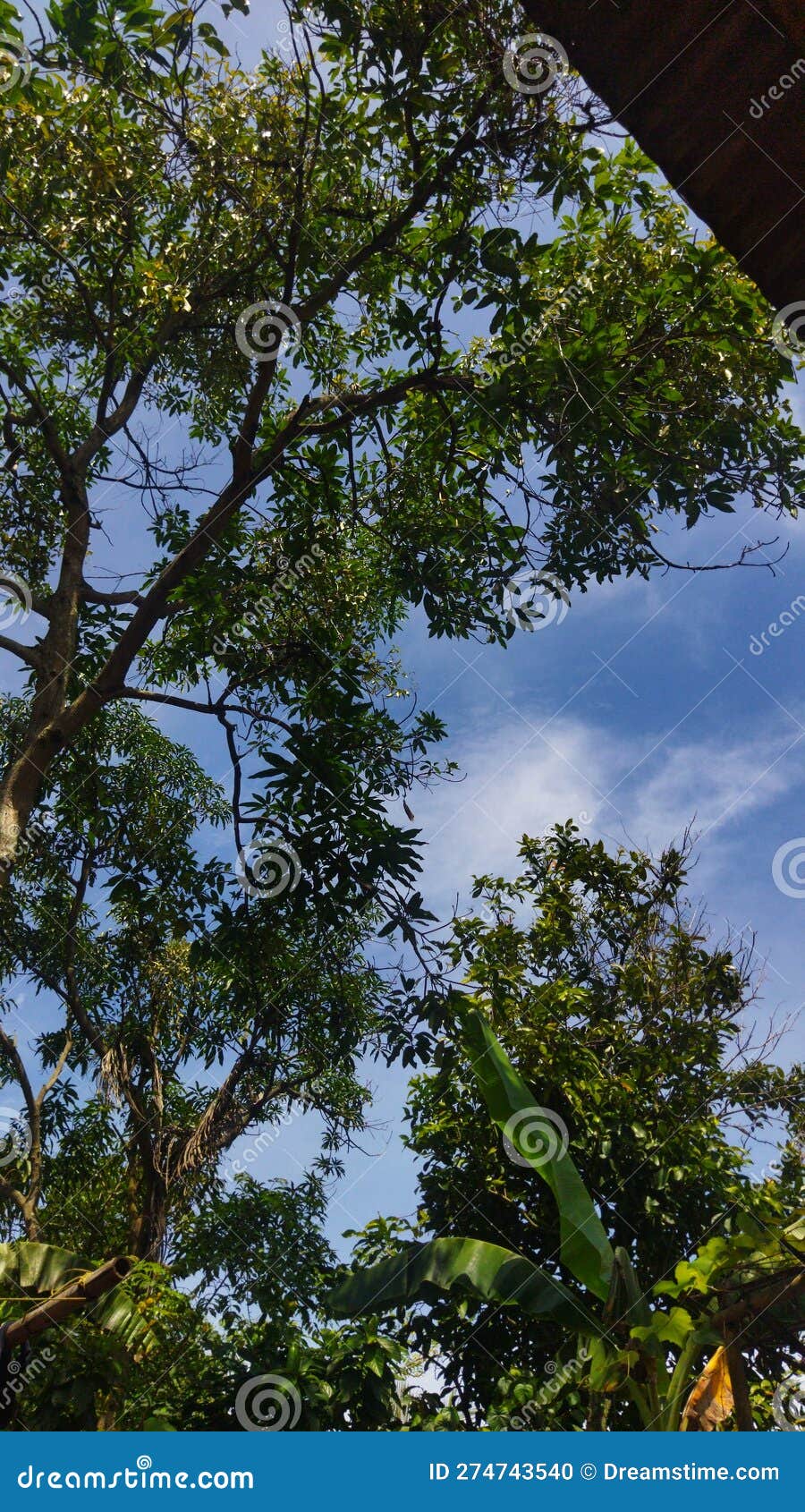 Mango tree and blue sky stock photo. Image of bananatree - 274743540