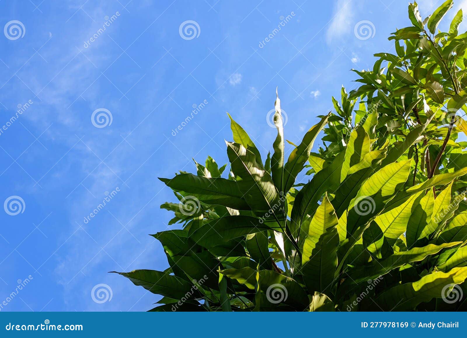 Mango tree and blue sky stock image. Image of natural - 277978169