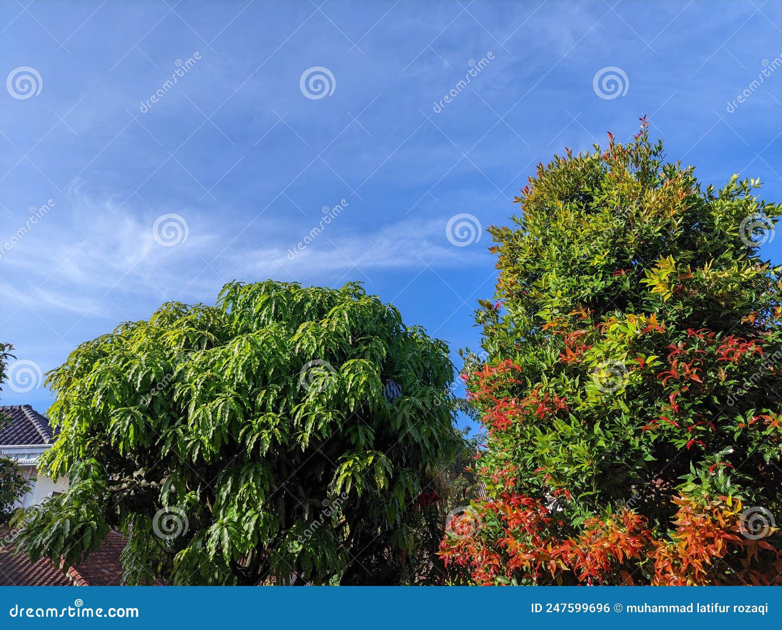 Mango Tree with Blue Sky Background Stock Photo - Image of landscape ...