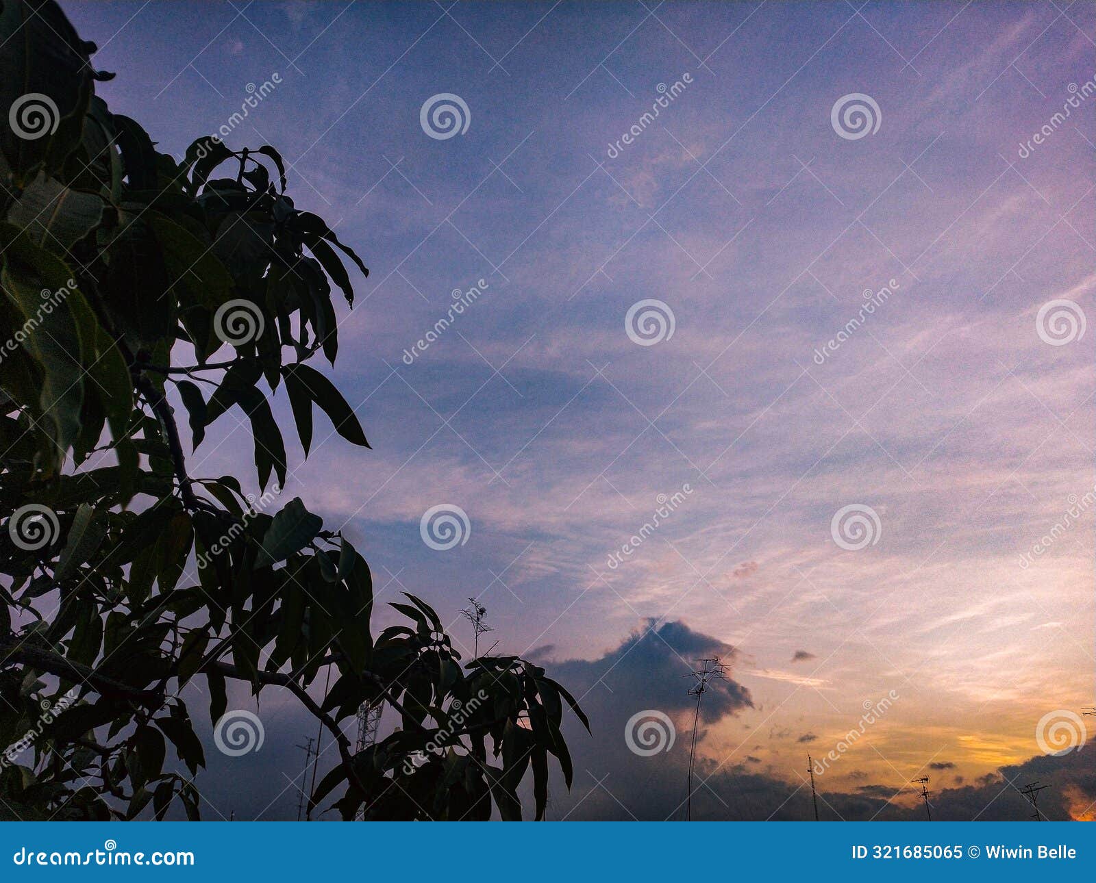 Mango Tree with Blue Sky and White Cloud Background at Sunset Stock ...