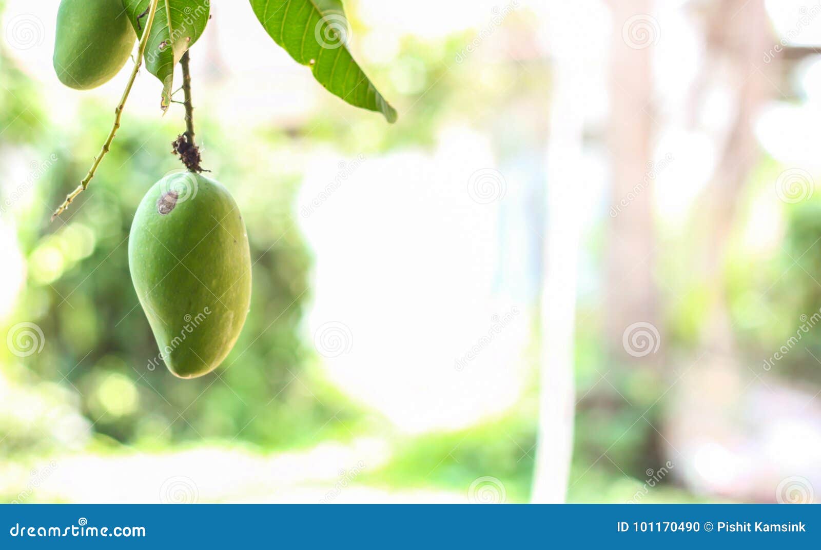 Mango Tree Blurred a Background Stock Photo - Image of background ...