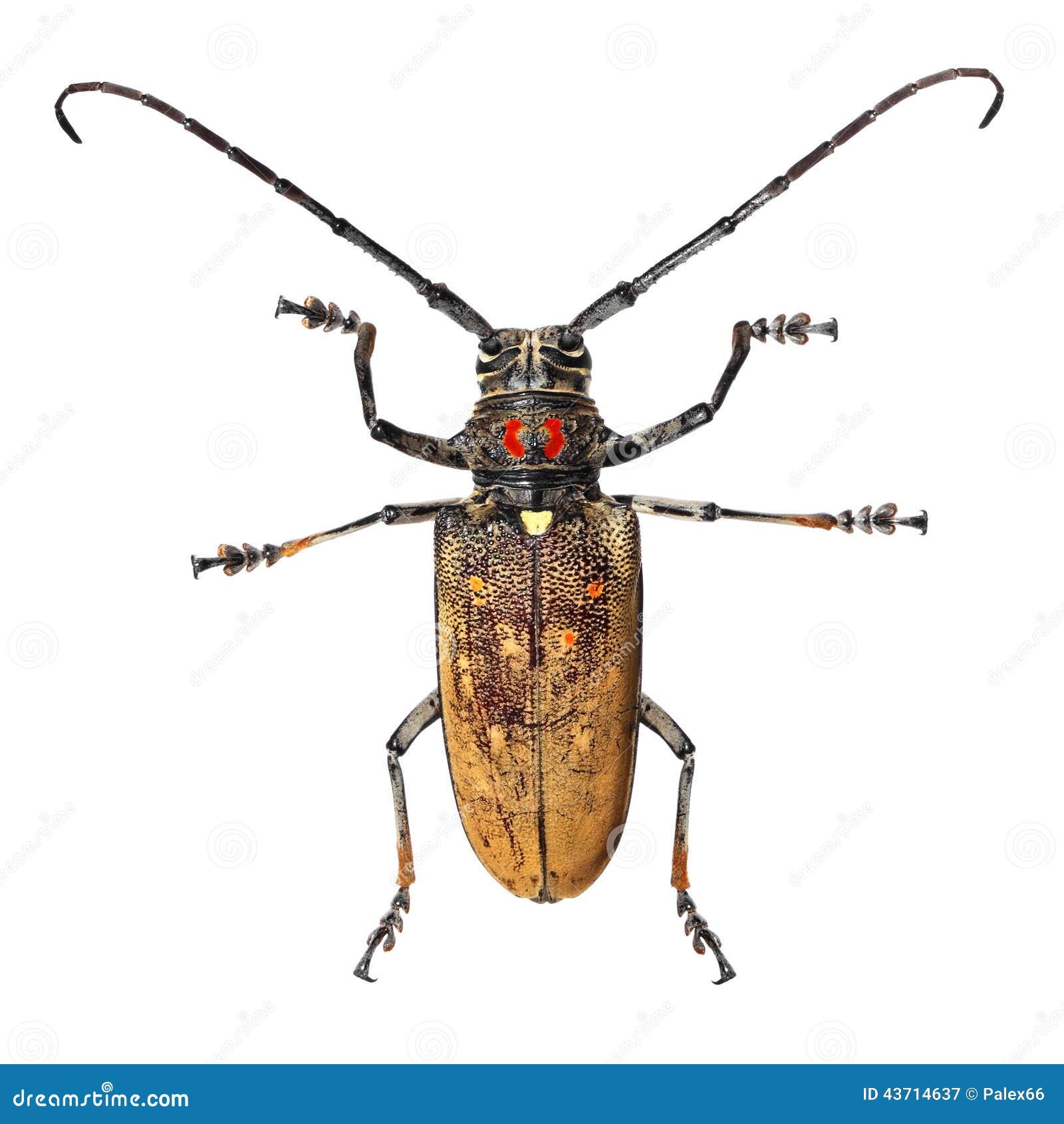 Tree Borer Batocera Rufomaculata Isolated On A White Background Stock ...