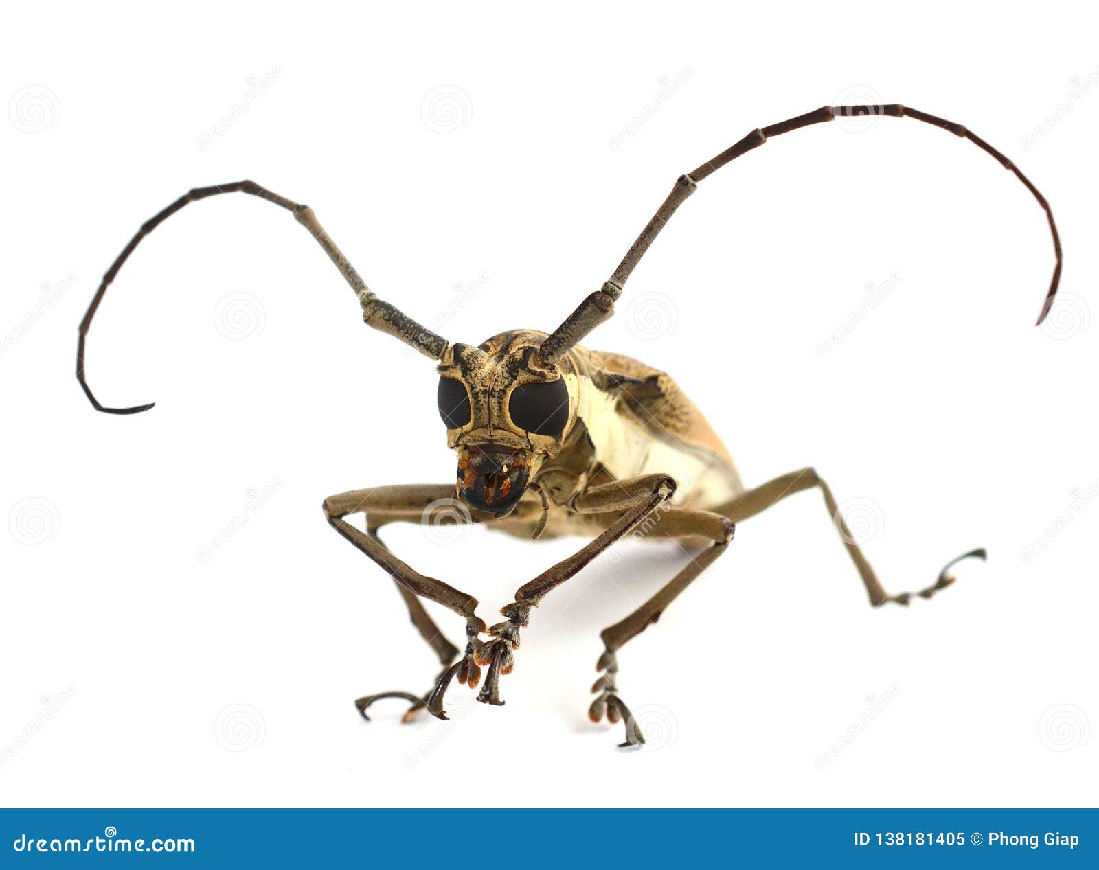 Mango Tree Borer Isolated on White Stock Image - Image of clotures ...