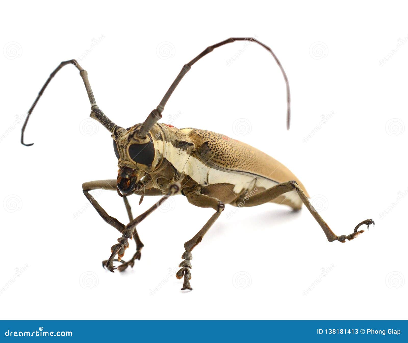 Mango Tree Borer Isolated on White Stock Image - Image of fight, animal ...