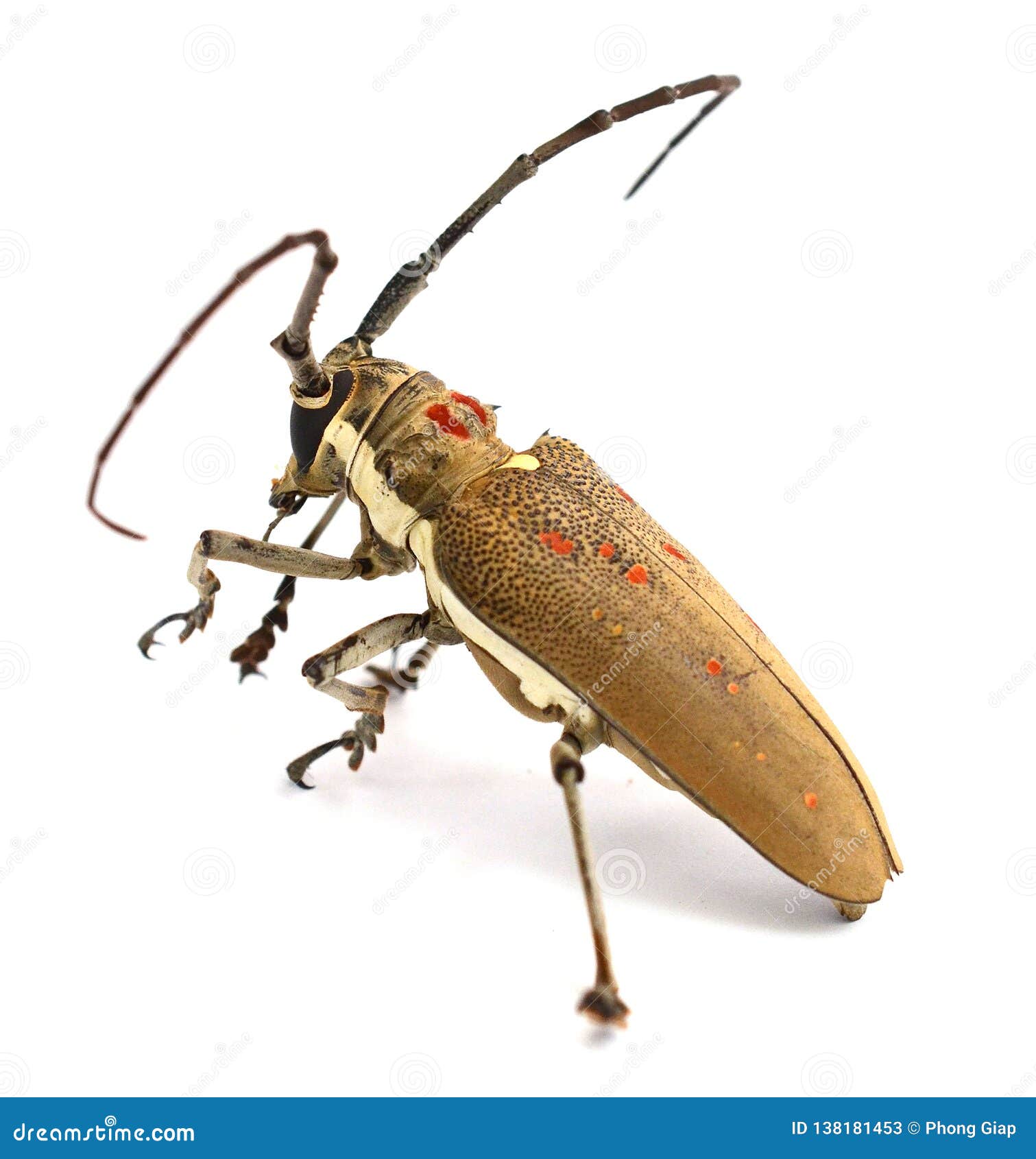 Mango Tree Borer Isolated on White Stock Image - Image of fight, giant ...