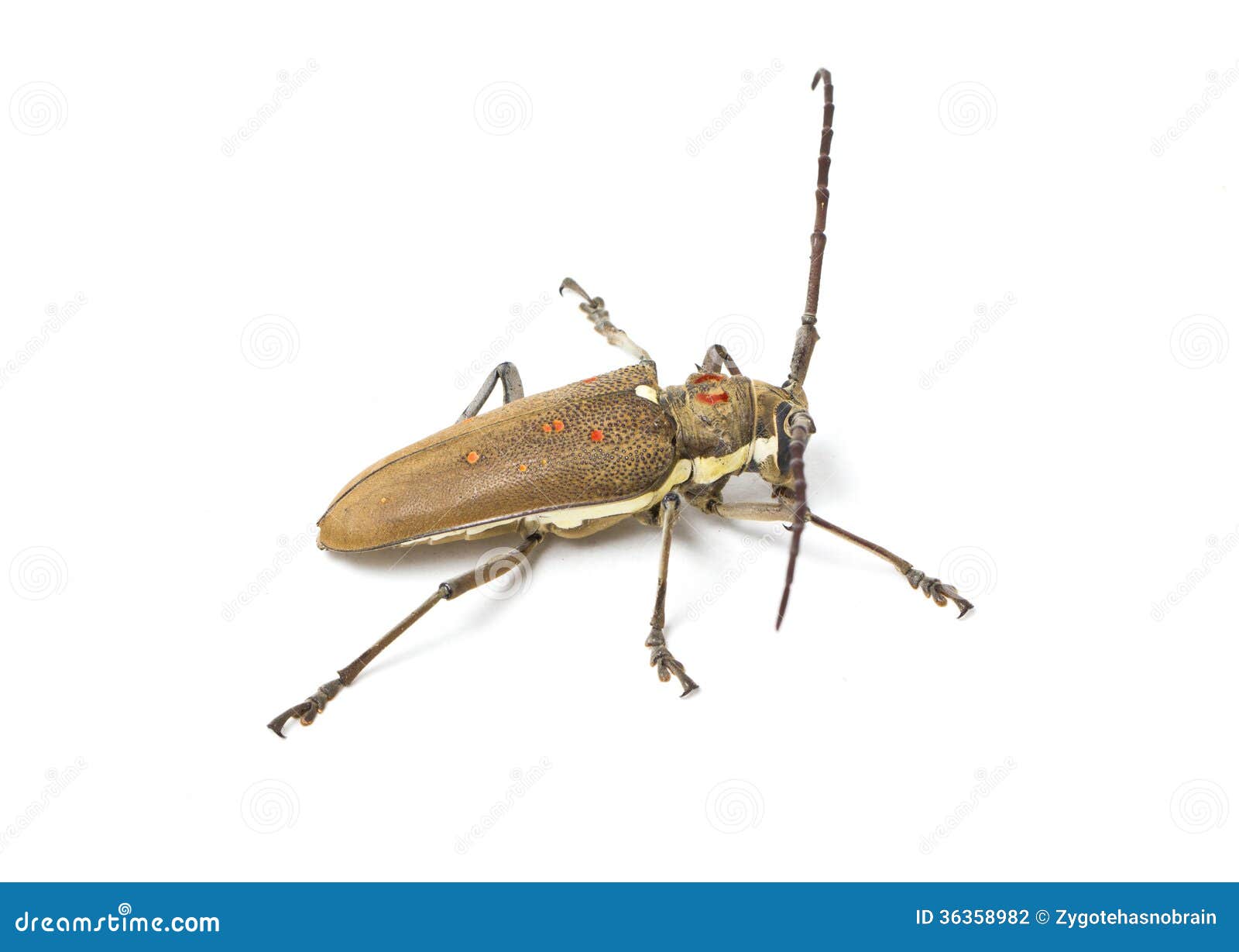 Mango Tree Borer. stock photo. Image of clotures, borer - 36358982