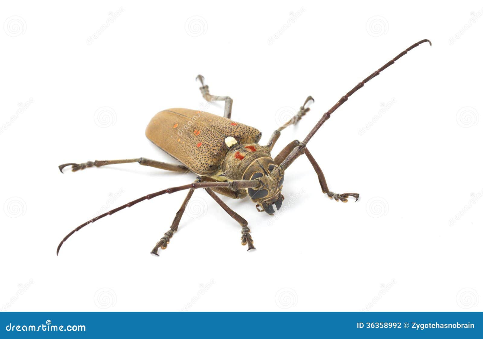 Mango Tree Borer. stock photo. Image of male, leaf, beetle - 36358992