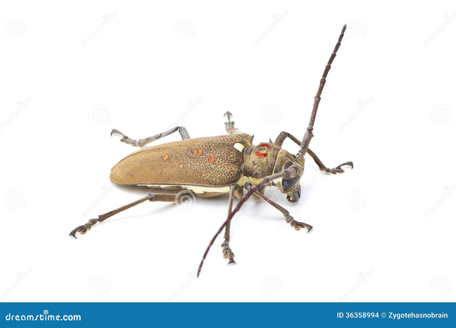 Mango Tree Borer. stock photo. Image of entomological - 36358994